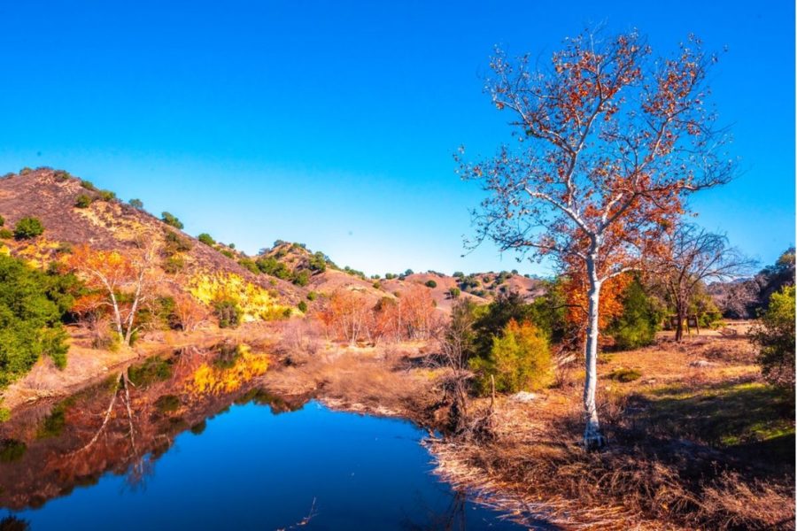 Where to See Fall Colors in Los Angeles | Qwil Apartments